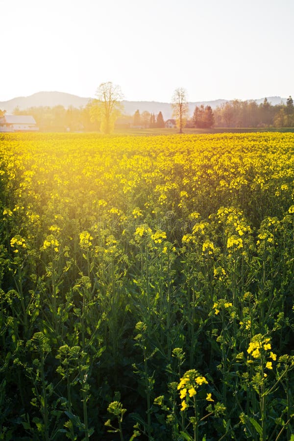 Oil field before sunset stock image. Image of agriculture - 53756073