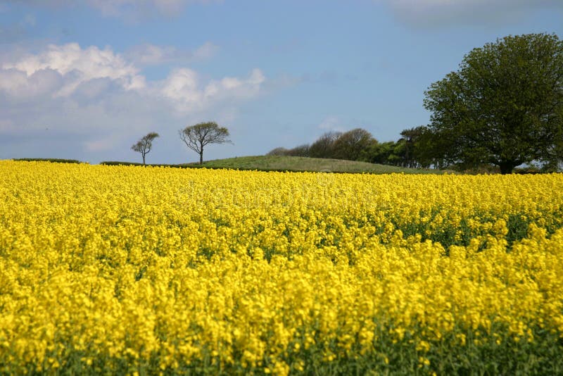 Oil seed stock photo. Image of landscape, bright, trees - 1526120