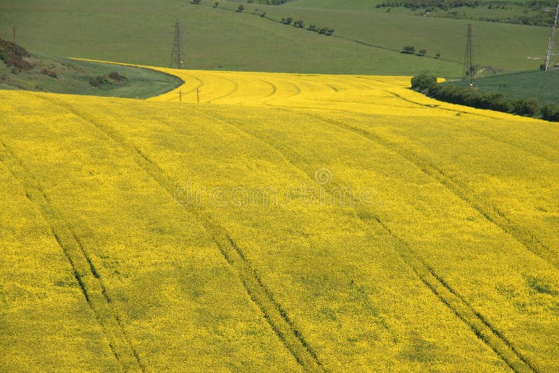 Rapeseed field stock image. Image of flowers, golden, farm - 2895
