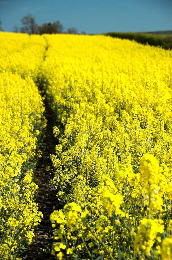 Oil Seed Field stock image. Image of seed, field, spring - 2285313
