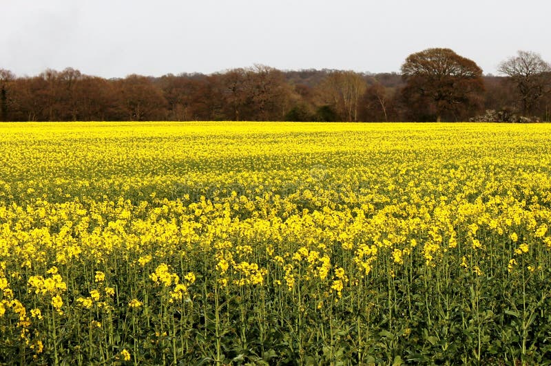 Oil seed field stock image. Image of blue, fluffy, landscape - 33223655
