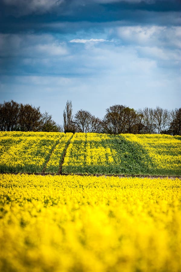 Oil seed stock image. Image of spring, morning, grassland - 70150795