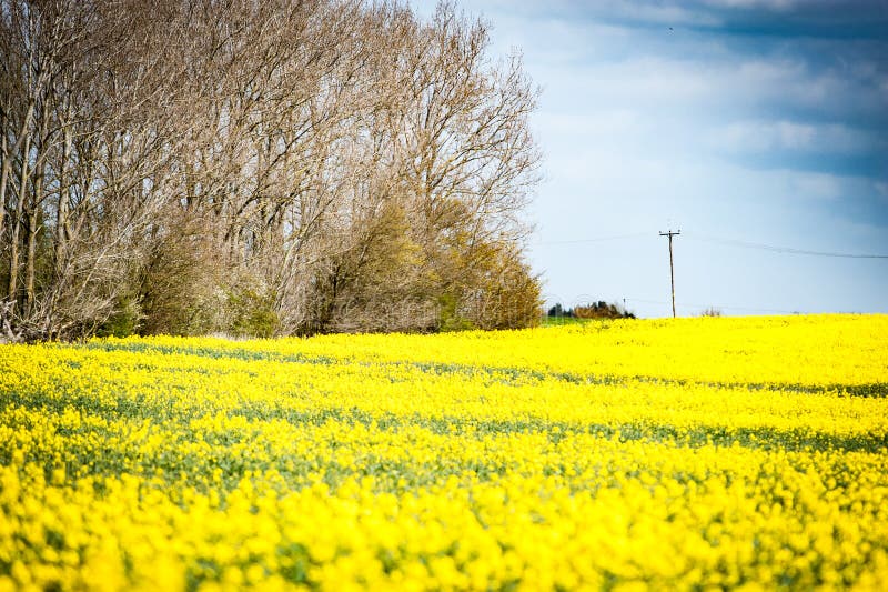 Oil seed stock image. Image of spring, sunlight, sunshine - 70150997