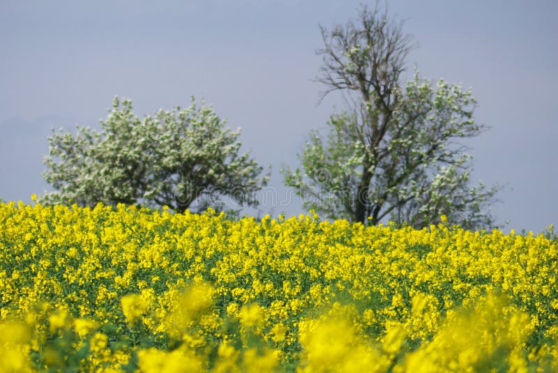 Oil-seed field stock image. Image of seed, background - 70310535