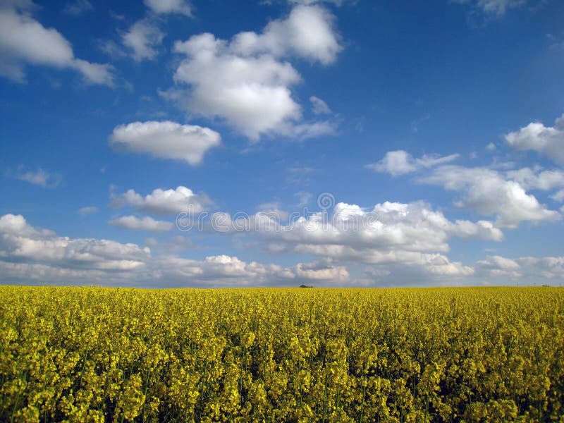 Oil Seed field UK stock photo. Image of agriculture, yellow - 52441372