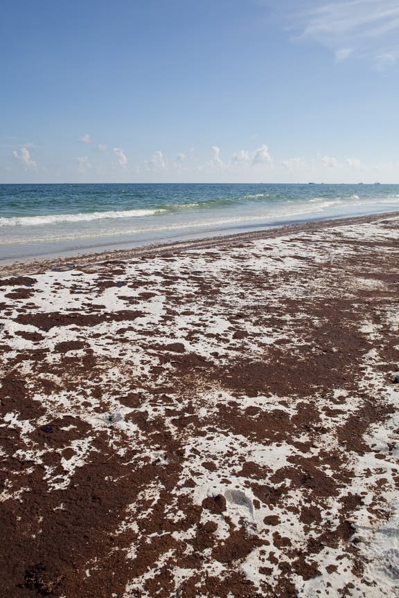 Oil Spill on the Beach June 2010 Stock Image - Image of landscape ...