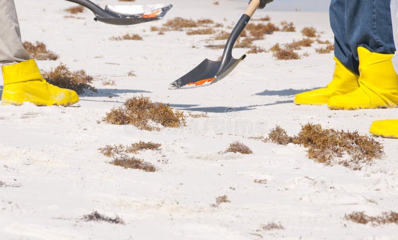 Oil Spill Workers Cleaning Beach Editorial Stock Image - Image of ...