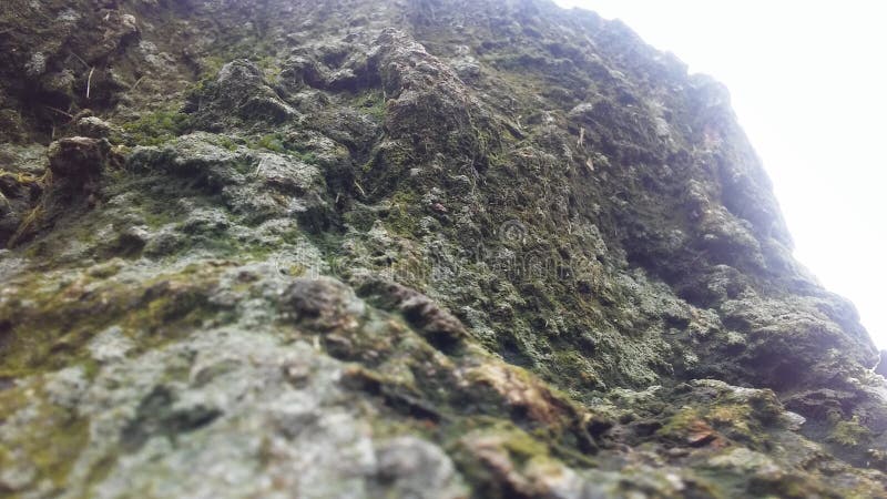 Cliff side or tree stump stock image. Image of tree - 138163845