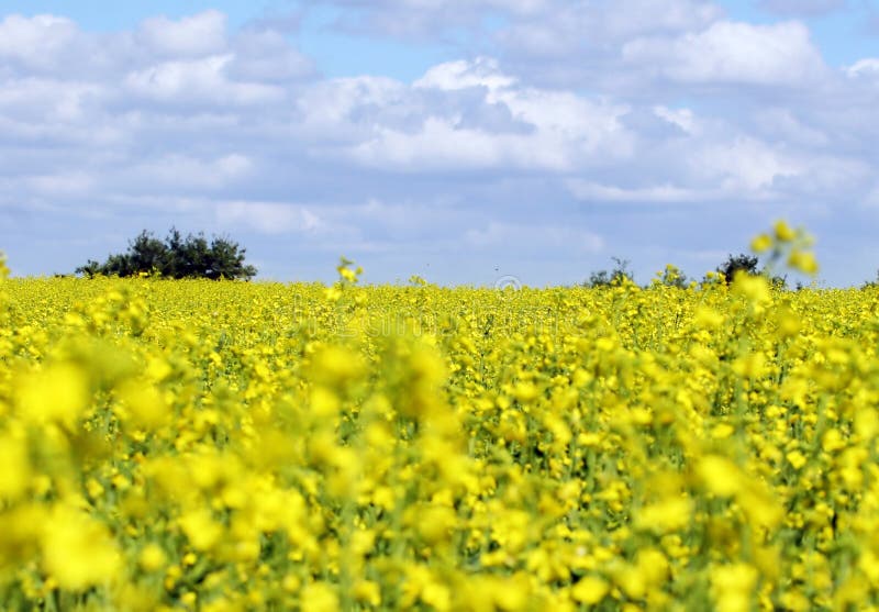 Oilseed stock image. Image of flower, farmland, farm - 23035935