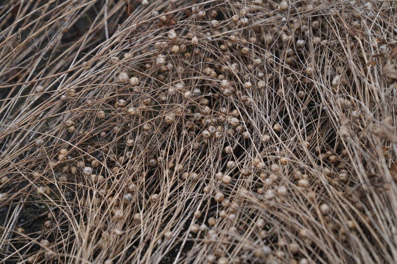 Oilseed flax stock image. Image of branch, ripe, leaf - 343075543