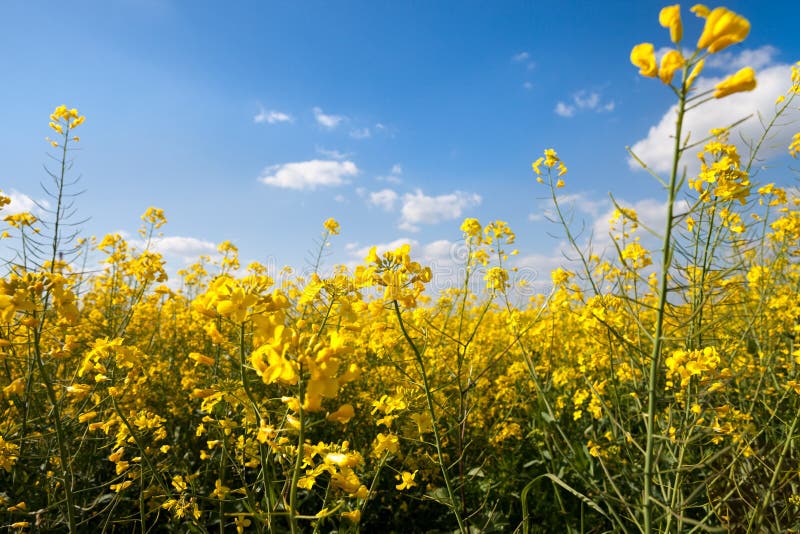 Oilseed Flower with Beautiful Sky Stock Image - Image of energy ...