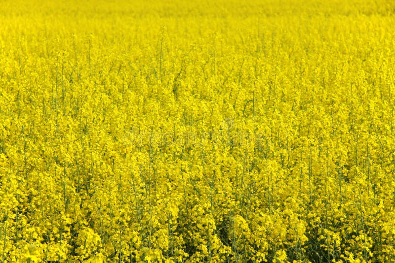 Oilseed stock photo. Image of abundance, full, scene - 14309084