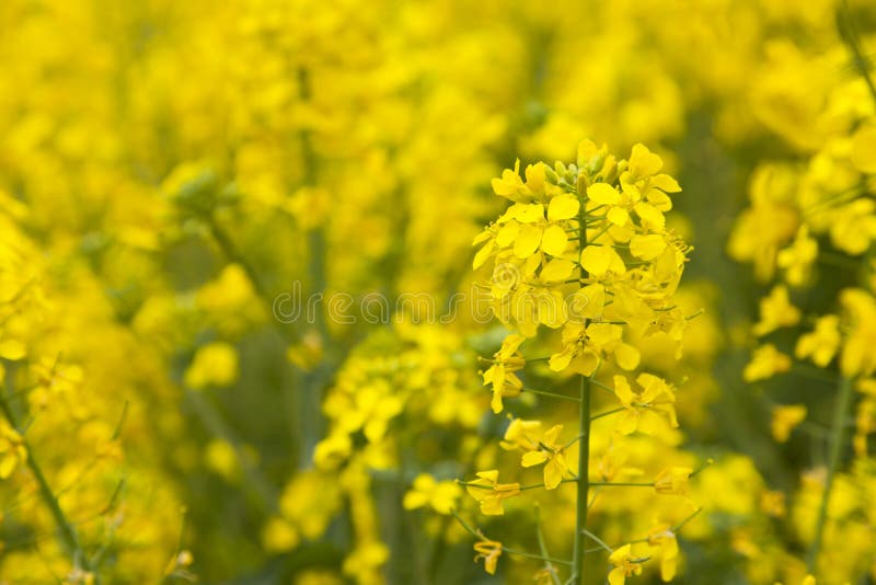 Oilseed stock photo. Image of meadow, horizontal, spring - 24487250