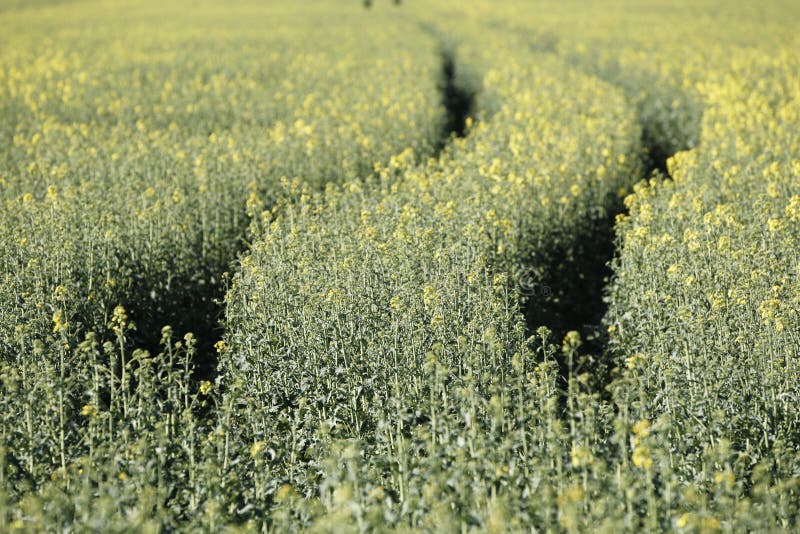 Oilseed stock photo. Image of green, crop, pattern, beautiful - 24933250