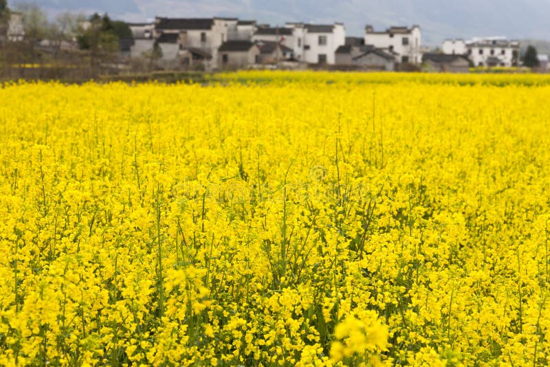 Oilseed blooming stock photo. Image of landscape, spring - 24097042
