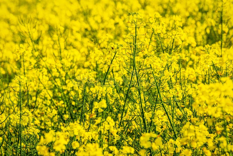 Oilseed in Close-up View in a Field. Stock Photo - Image of cloud ...