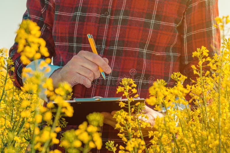 Oilseed Farmer Writing Notes on Clipboard Notepad in Blooming Field ...