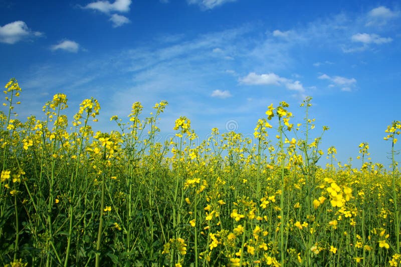 Oilseed field stock image. Image of land, agriculture - 4974937