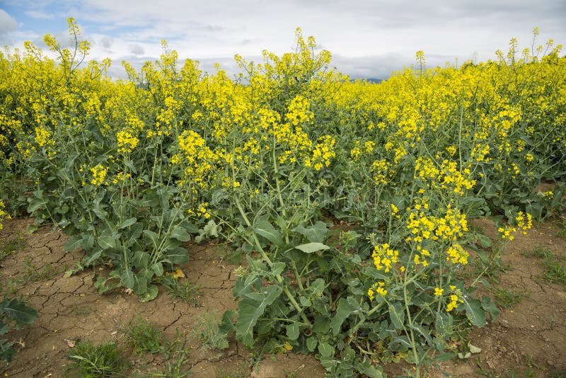 Oilseed Field with Cloudy Sky Stock Image - Image of farm, field: 147090077