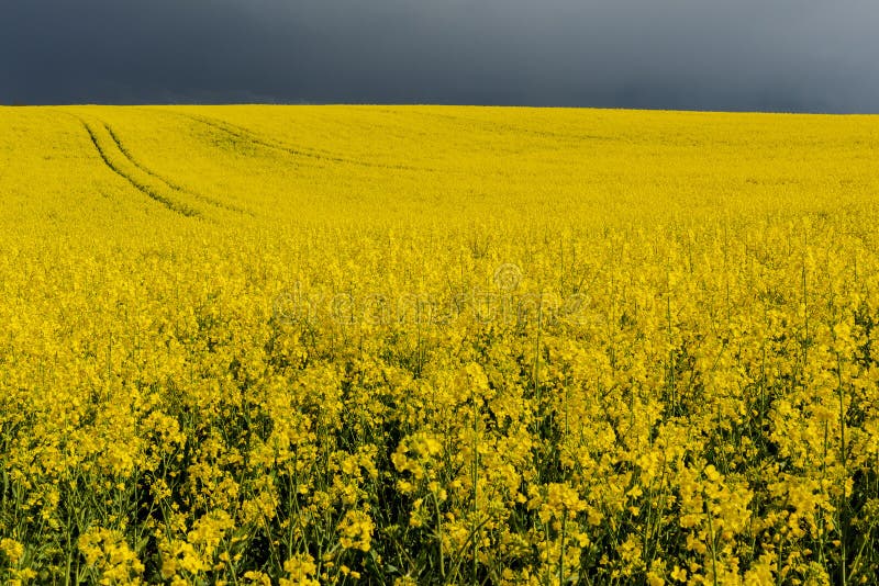 Oilseed field in flower stock image. Image of gray, farming - 190576941