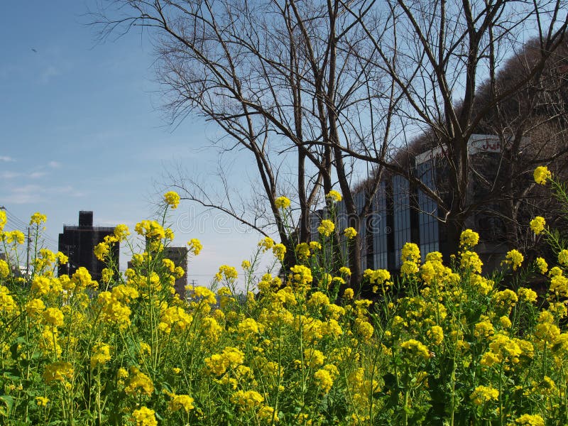 Oilseed Field beside the Stream Stock Image - Image of blooms, yugawara ...