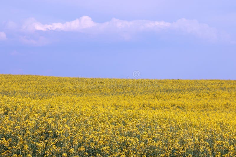Oilseed field stock image. Image of plant, blue, energy - 70432045