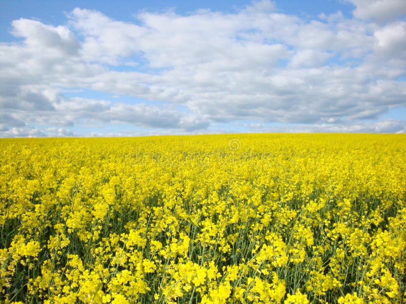 Oilseed plants stock image. Image of flower, source, season - 10789975