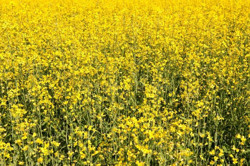 Oilseed stock photo. Image of field, nature, flower, crop - 33401402