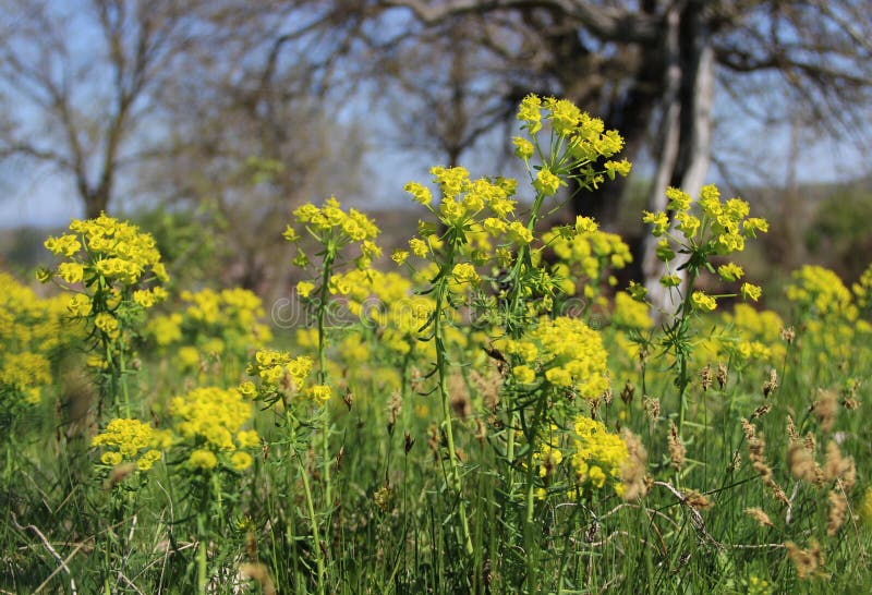 Oilseed stock image. Image of blooming, seed, bloom, field - 96008955