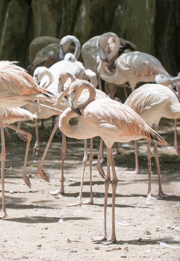 Flamant Rose Se Reposant Sur Un Nid Photo stock - Image du reposant ...