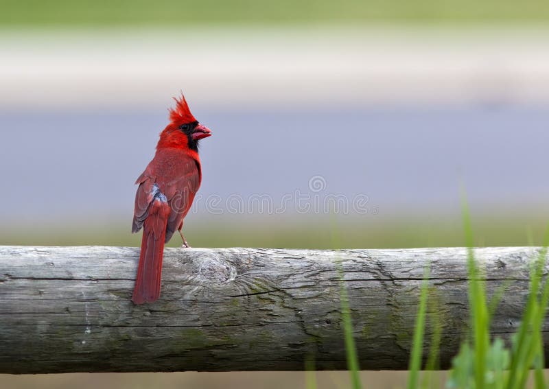 Oiseau cardinal photo stock. Image du faune, cardinal - 25822218
