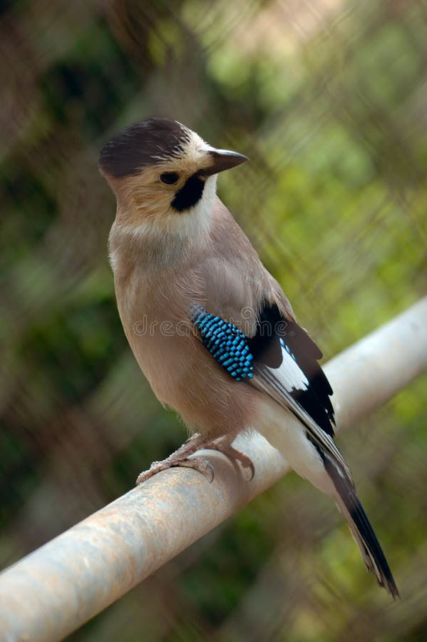 Oiseau curieux image stock. Image du aile, animal, multiples - 4821761