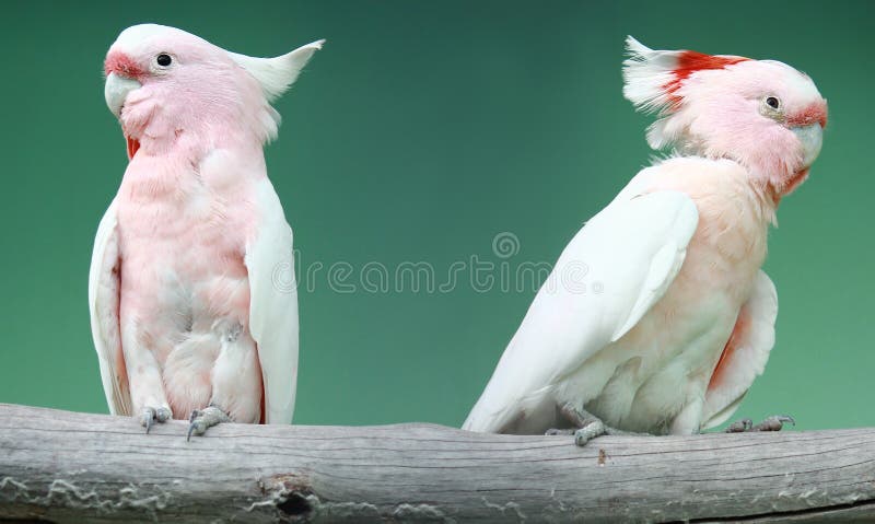 Oiseau de cacatoès rose photo stock. Image du oiseau - 51381528