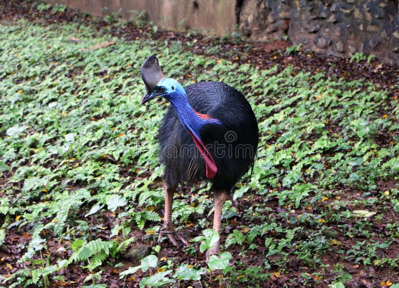 Oiseau de casoar image stock. Image du nature, clavette - 42009819