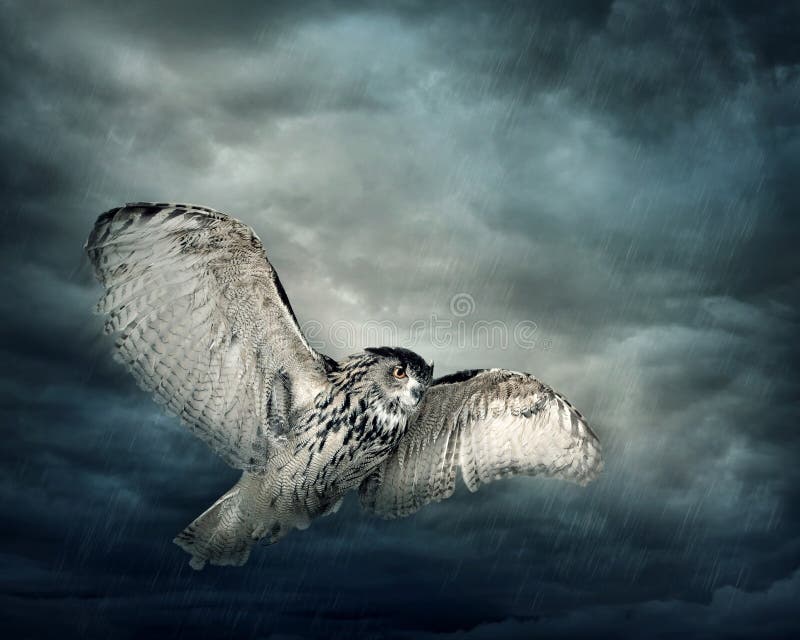 Hibou en vol image stock. Image du hiboux, aile, stationnement - 18663871