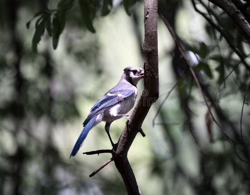 Oiseau De Jay Bleu Sur Le Branchement Image stock - Image du corneille ...
