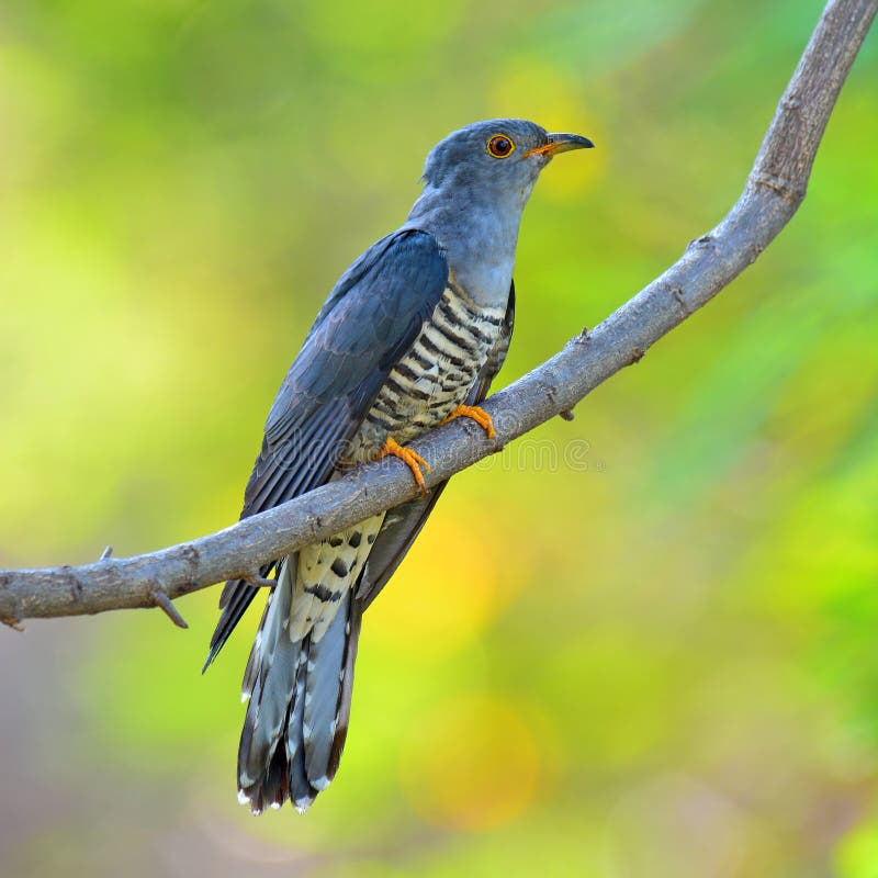 Oiseau De L'Himalaya De Coucou Photo stock - Image du faune, séance ...