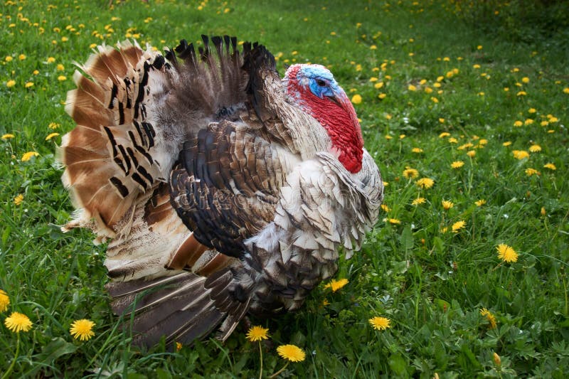Oiseau de la Turquie photo stock. Image du nature, animal - 23078234