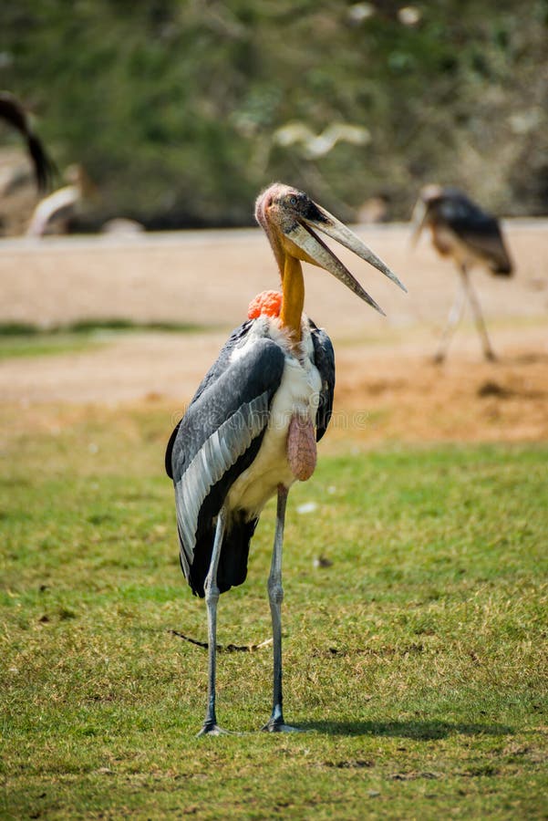 Oiseau de marabout en parc image stock. Image du horizontal - 87319153