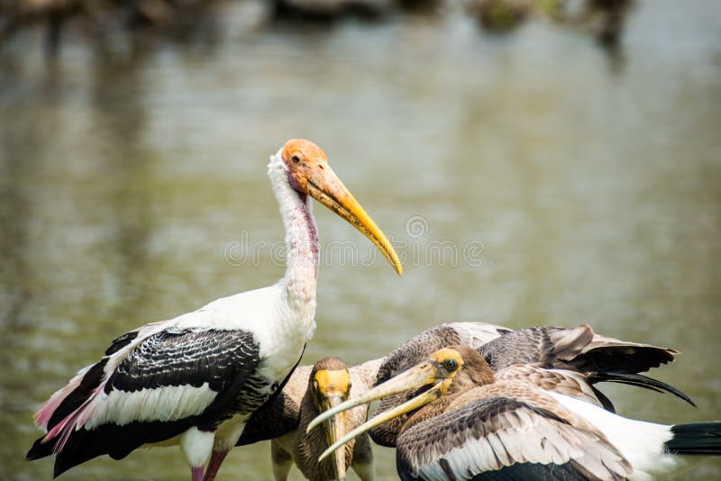 Oiseau de marabout en parc image stock. Image du horizontal - 87319153
