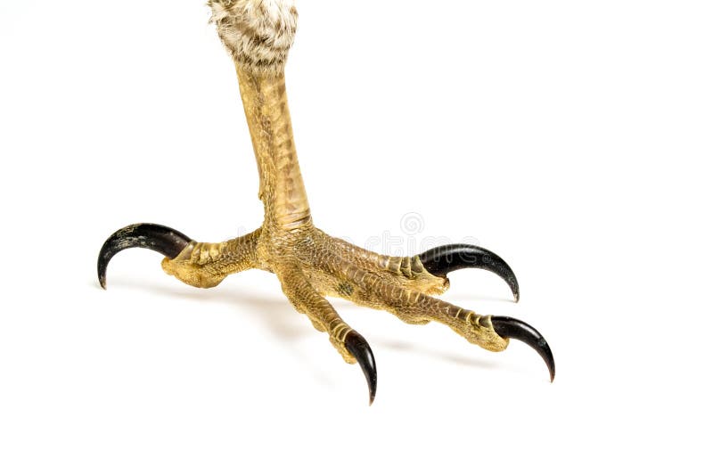 Oiseau de patte de proie photo stock. Image du chasse - 35462652