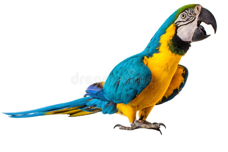 Oiseau Blanc Avec Le Bec Rose Image stock - Image du attaché, intense ... Oiseau Blanc Avec Le Bec Rose Image stock - Image du attaché, intense ...