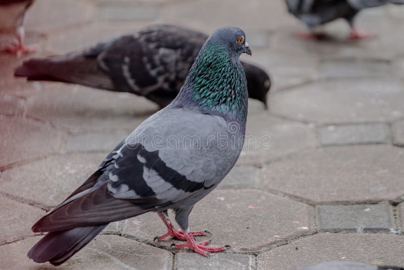 Un Pigeon Voyageur Ou Pigeon De Messager Image stock - Image du ...