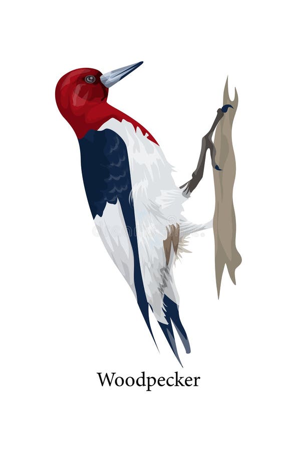 Logo D'oiseau De Pivert - Nature Et Animaux Illustration de Vecteur ...