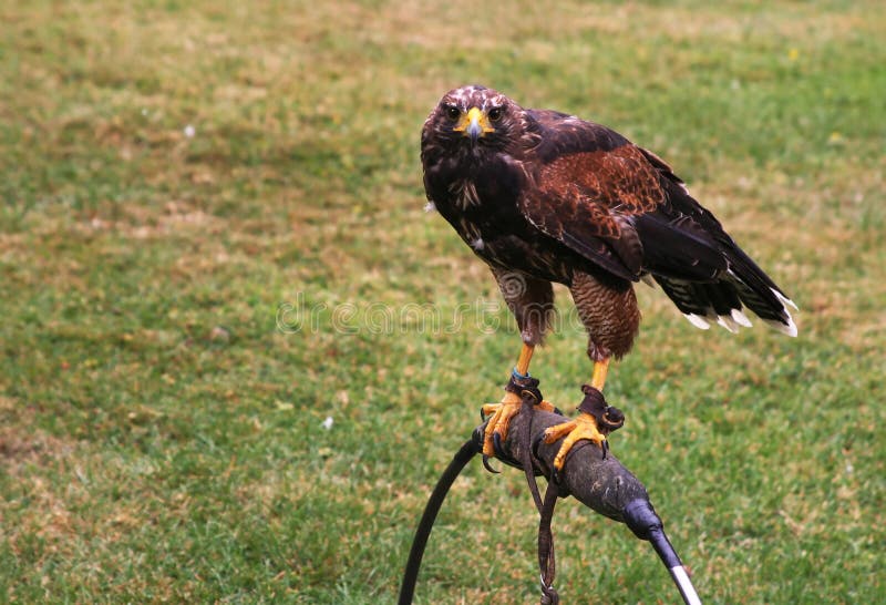 Oiseau de proie photo stock. Image du faucon, proie, oiseau - 1125234