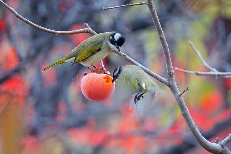Oiseau et kaki photo stock. Image du faune, sauvage - 135335892