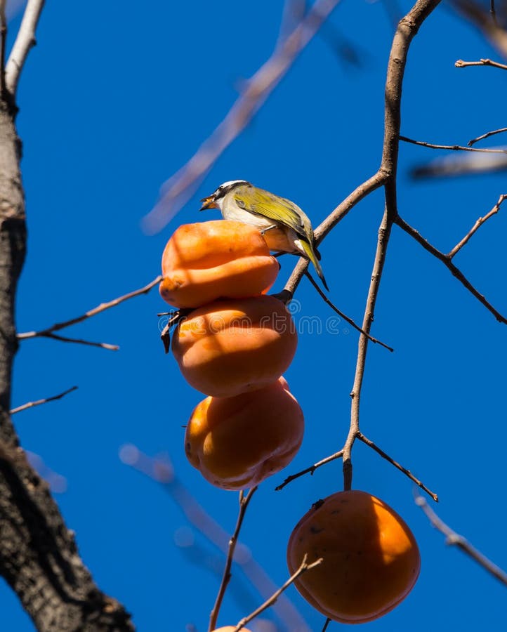 Oiseau et kaki photo stock. Image du ciel, beau, support - 35351866