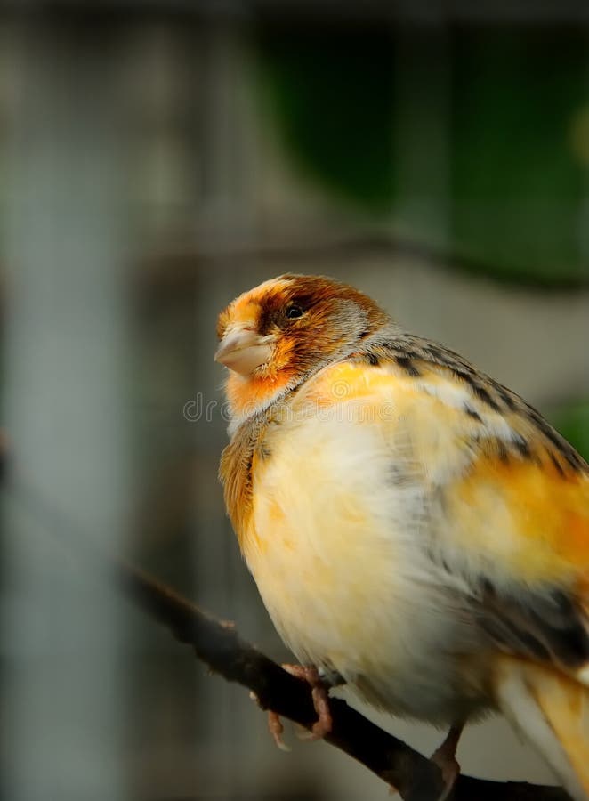 Oiseau jaune canari photo stock. Image du vertébré, faune - 43268428