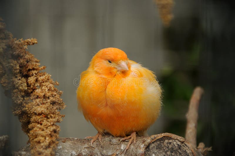 Oiseau jaune canari photo stock. Image du vertébré, faune - 43268428
