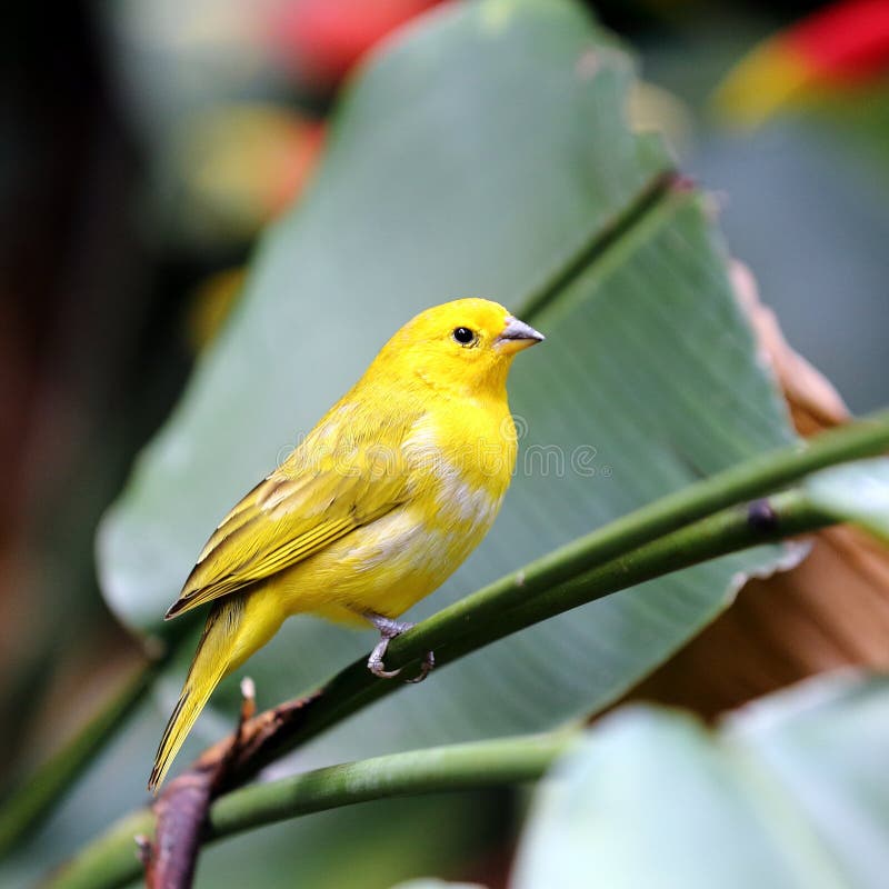 723 Oiseau Jaune Canari Mignon Photos libres de droits et gratuites de ...
